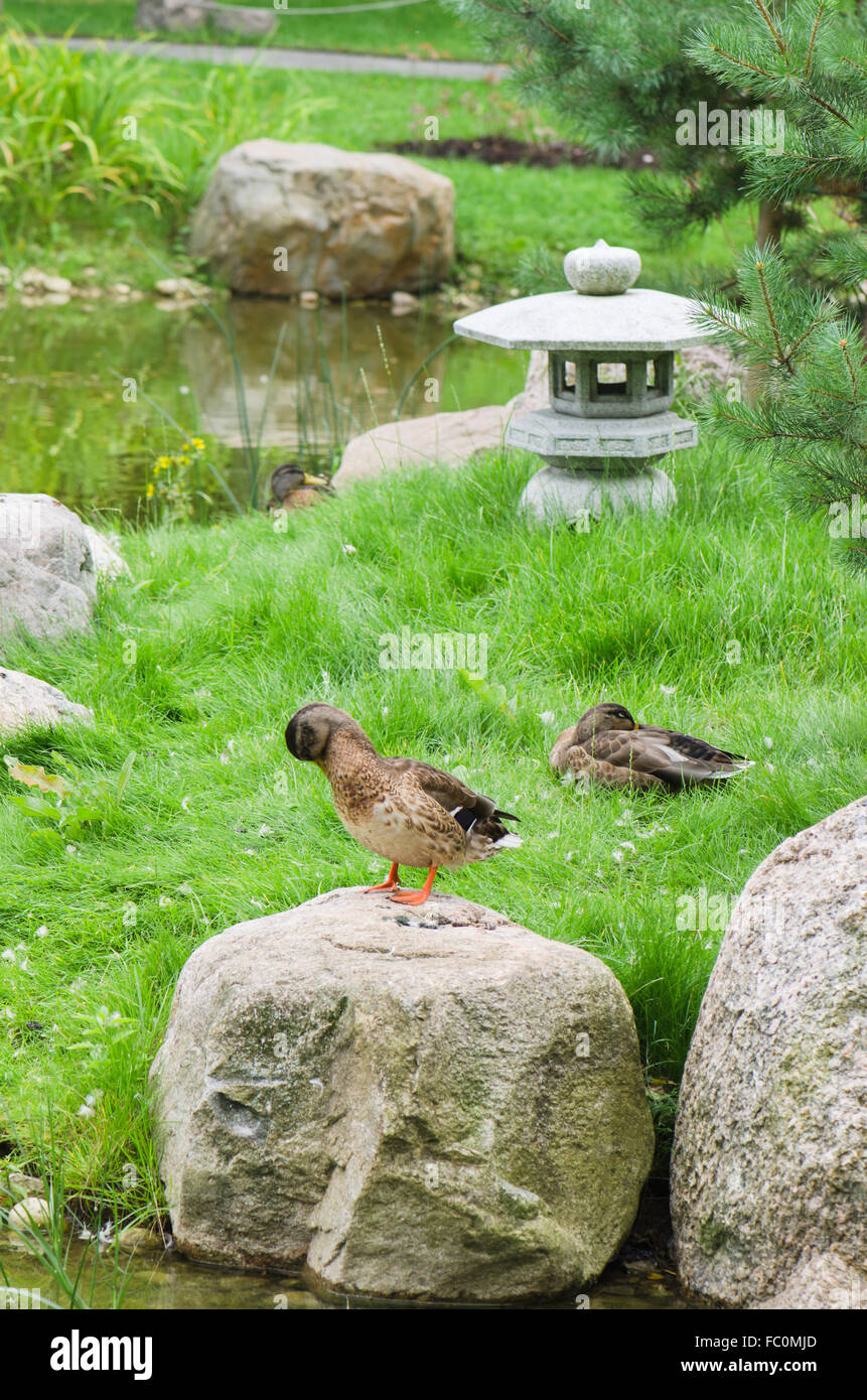Japanese ducks hi-res stock photography and images - Alamy