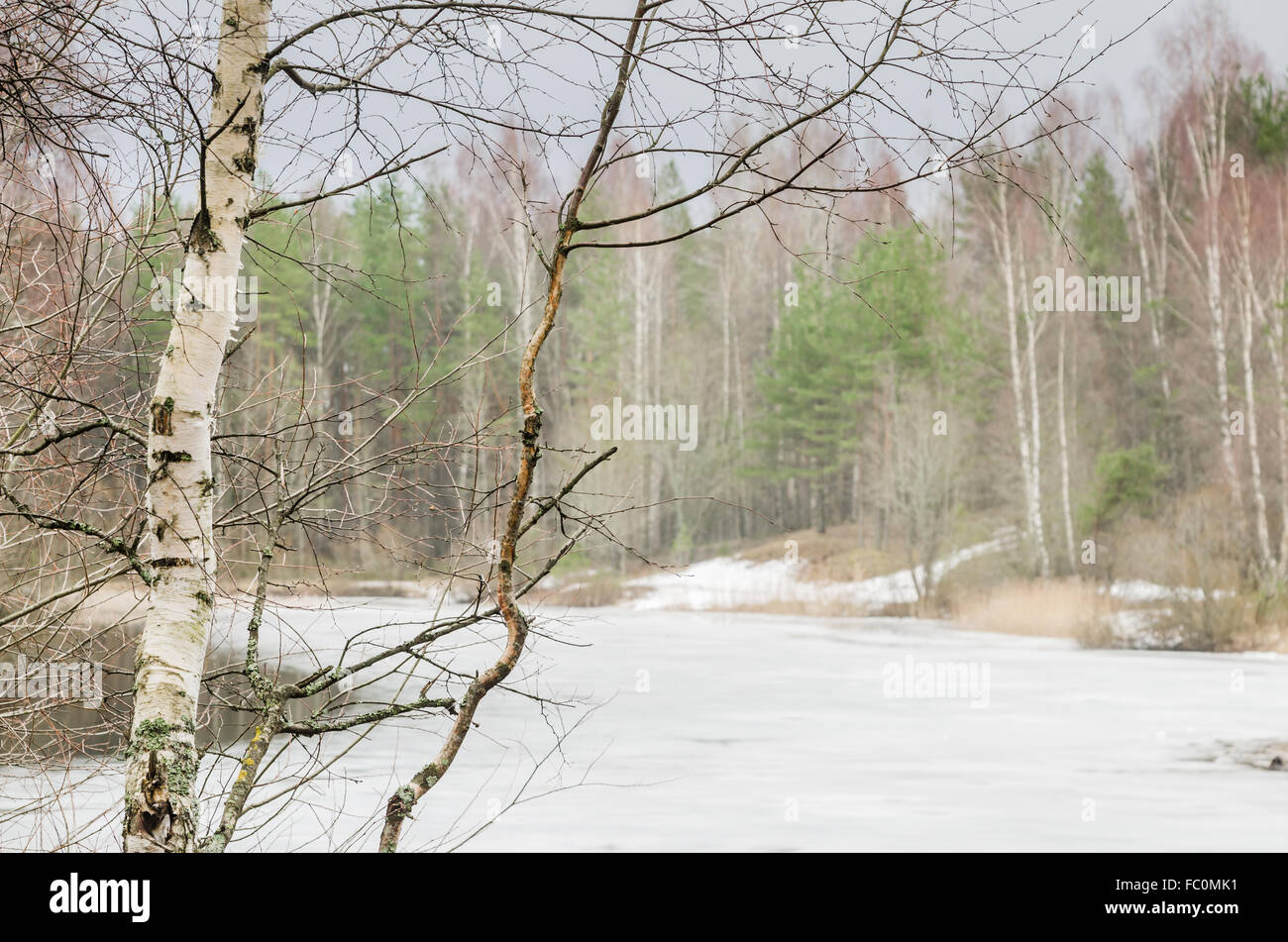 Spring March landscape at wood lake Stock Photo - Alamy