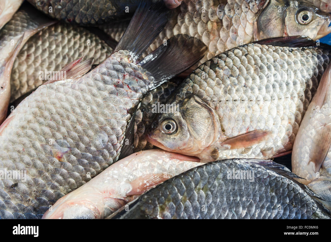 Common river bream hi-res stock photography and images - Alamy