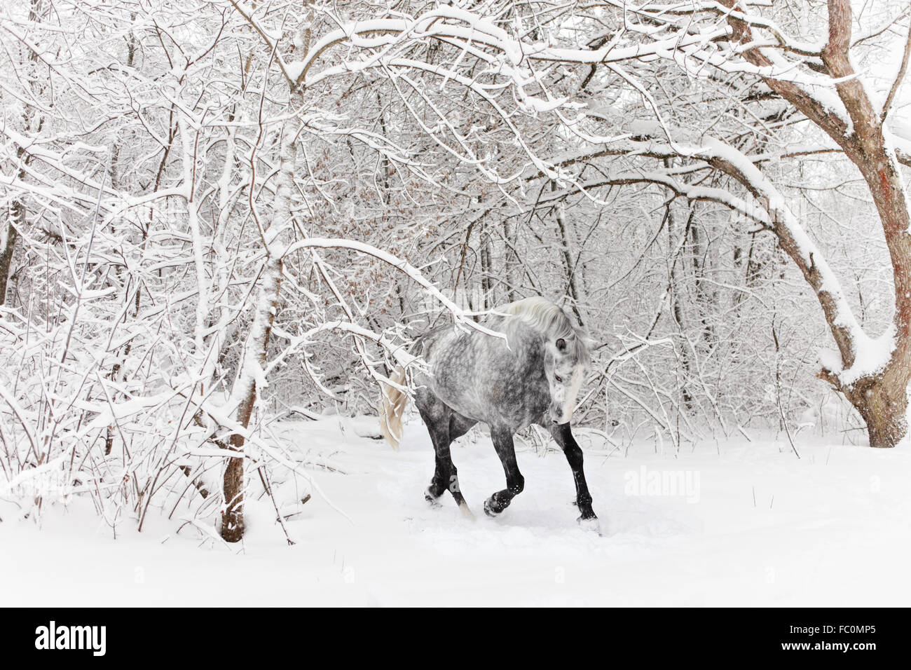 New fallen hi-res stock photography and images - Alamy