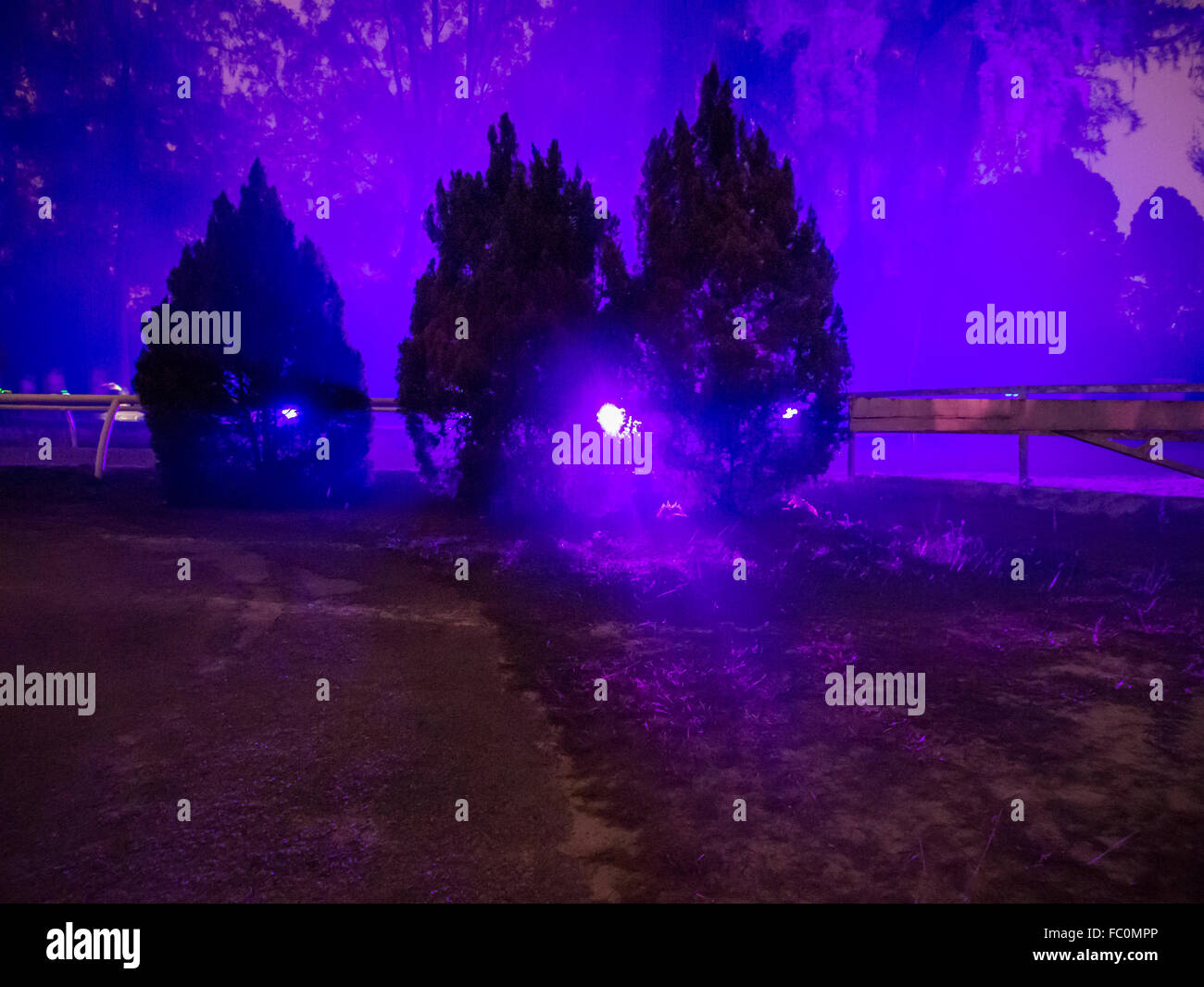 Light around trees hi-res stock photography and images - Alamy