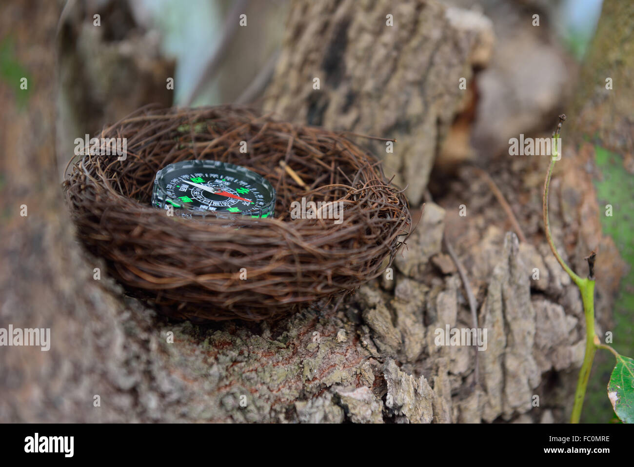 Bird's Nest of compass Stock Photo - Alamy
