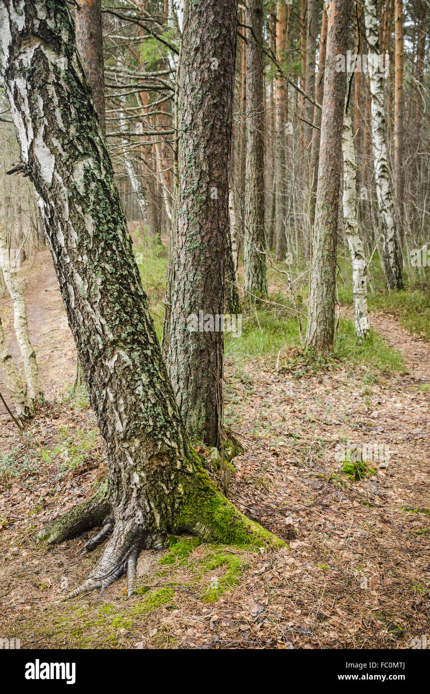 Spring March landscape at wood Stock Photo - Alamy