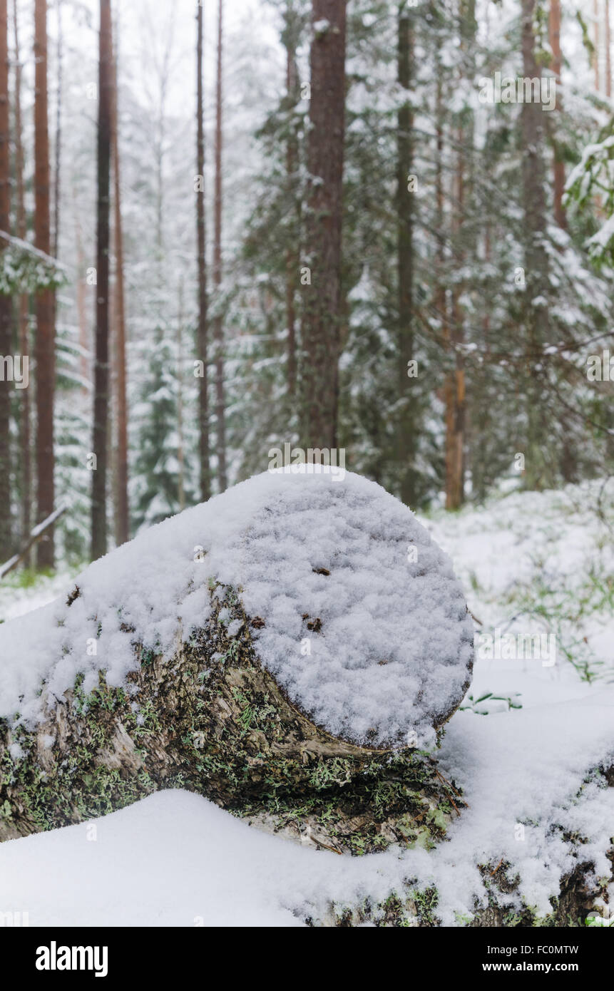 Sawn timber pile hi-res stock photography and images - Alamy