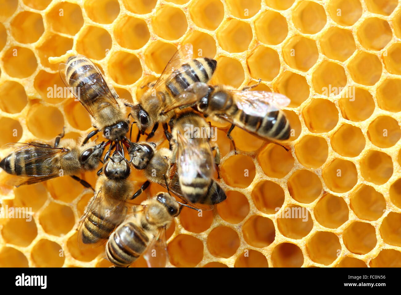 some bees are working Stock Photo - Alamy