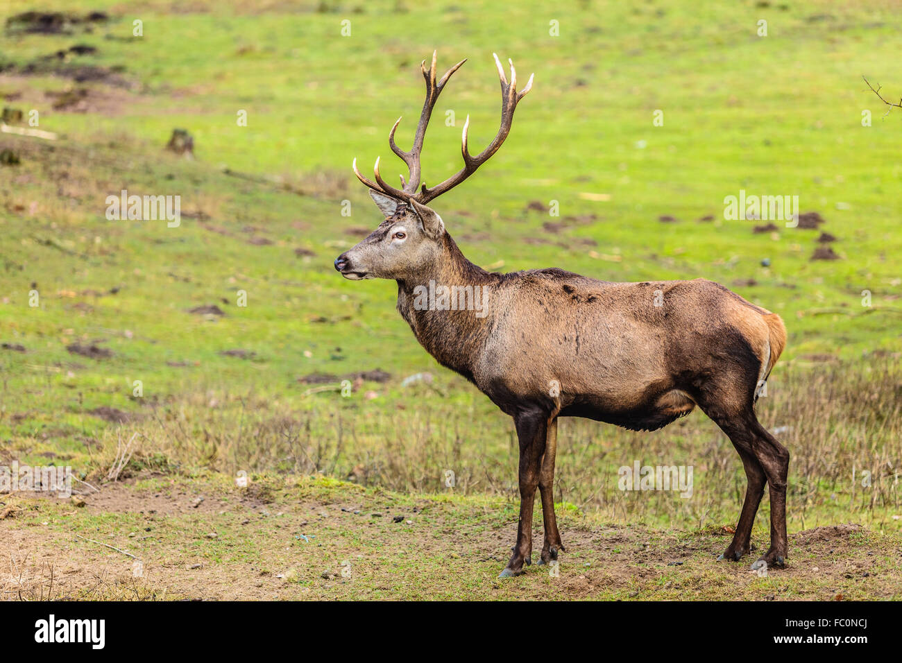 Red deer stag on meadow Stock Photo - Alamy