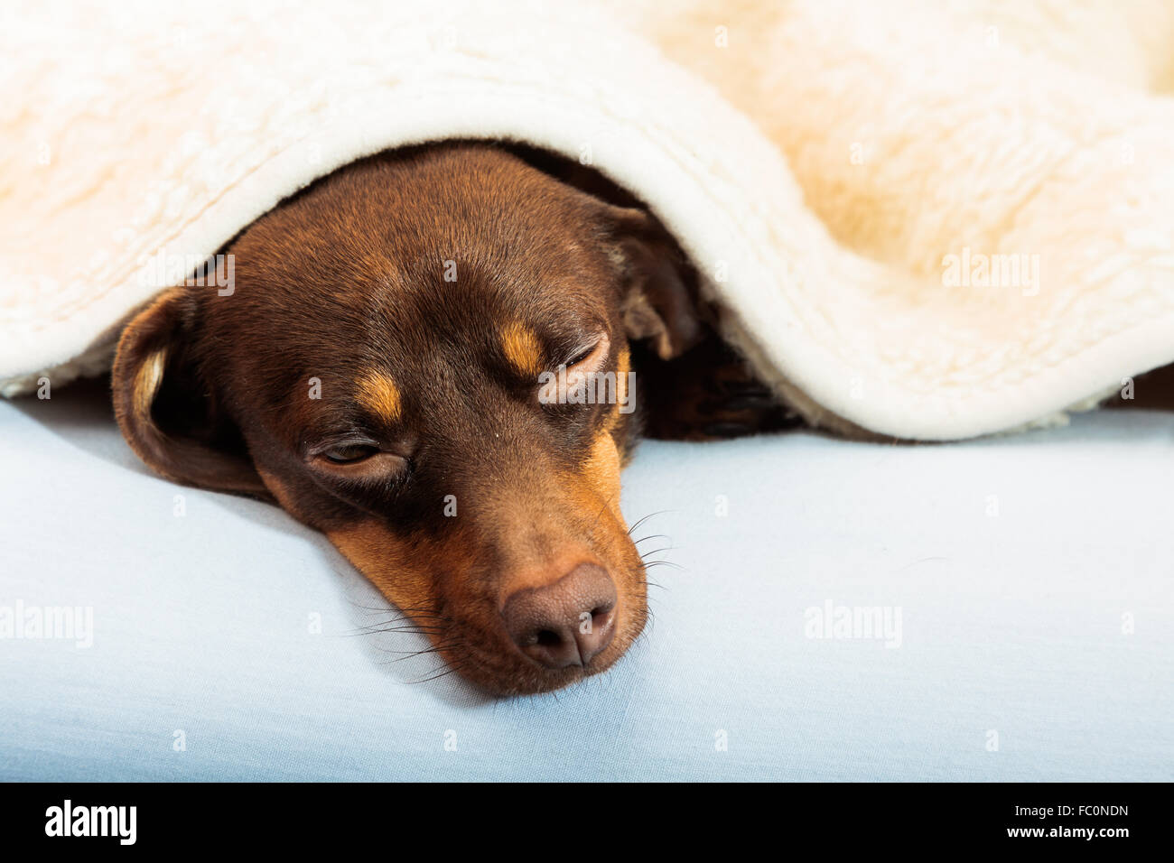 Dog sleeping on bed hi-res stock photography and images - Alamy