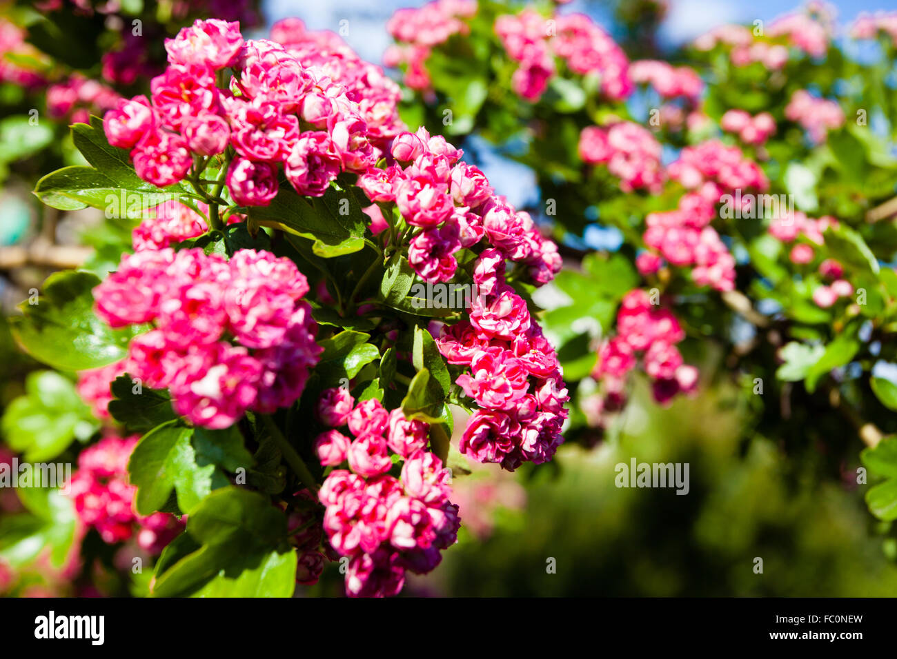 Pink blooming hawthorn tree hi-res stock photography and images - Alamy
