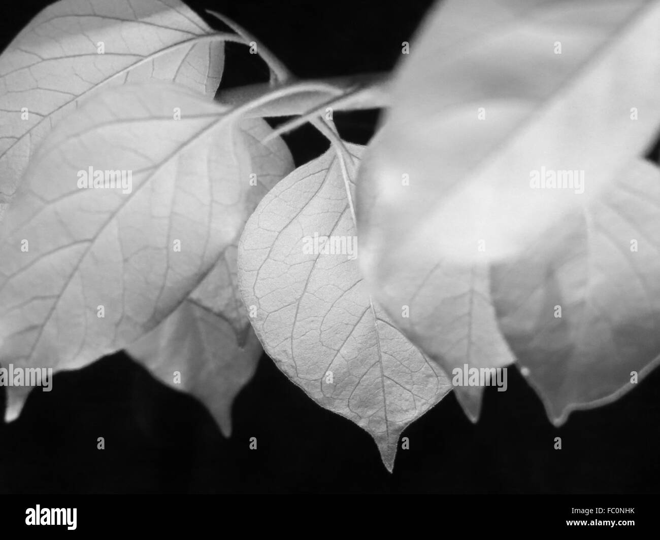 An abstract background with a view of unique leaves in a formation ...