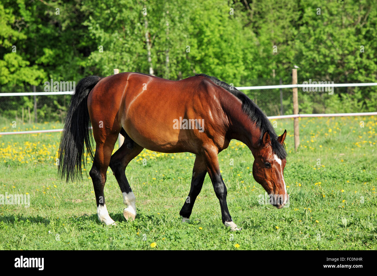 Horse gallops in a grass covered paddock in summer Stock Photo - Alamy