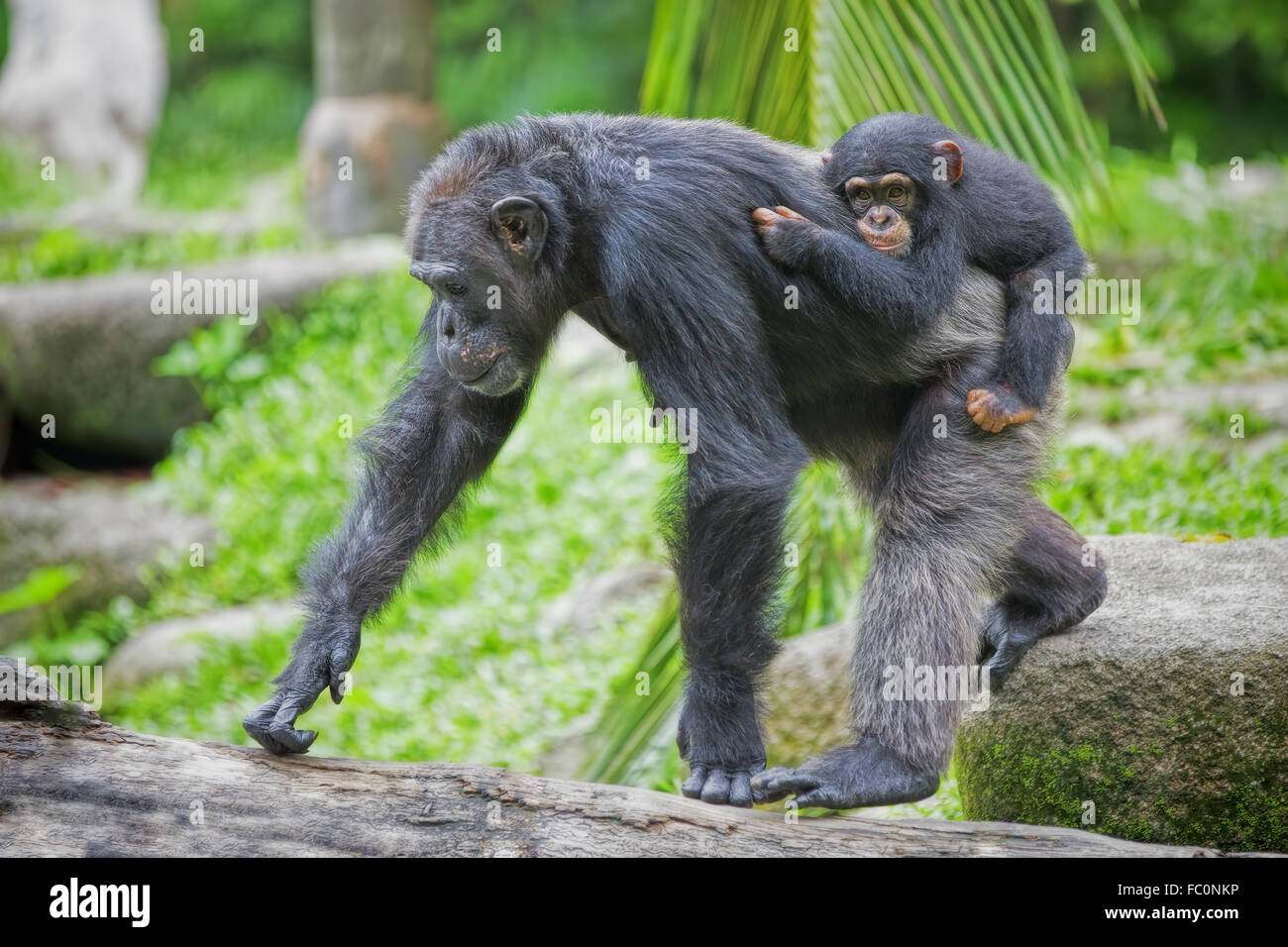 Portrait common chimpanzee hi-res stock photography and images - Alamy