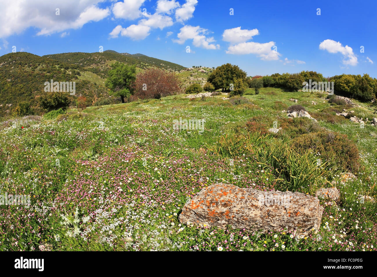 The spring meadows Stock Photo - Alamy