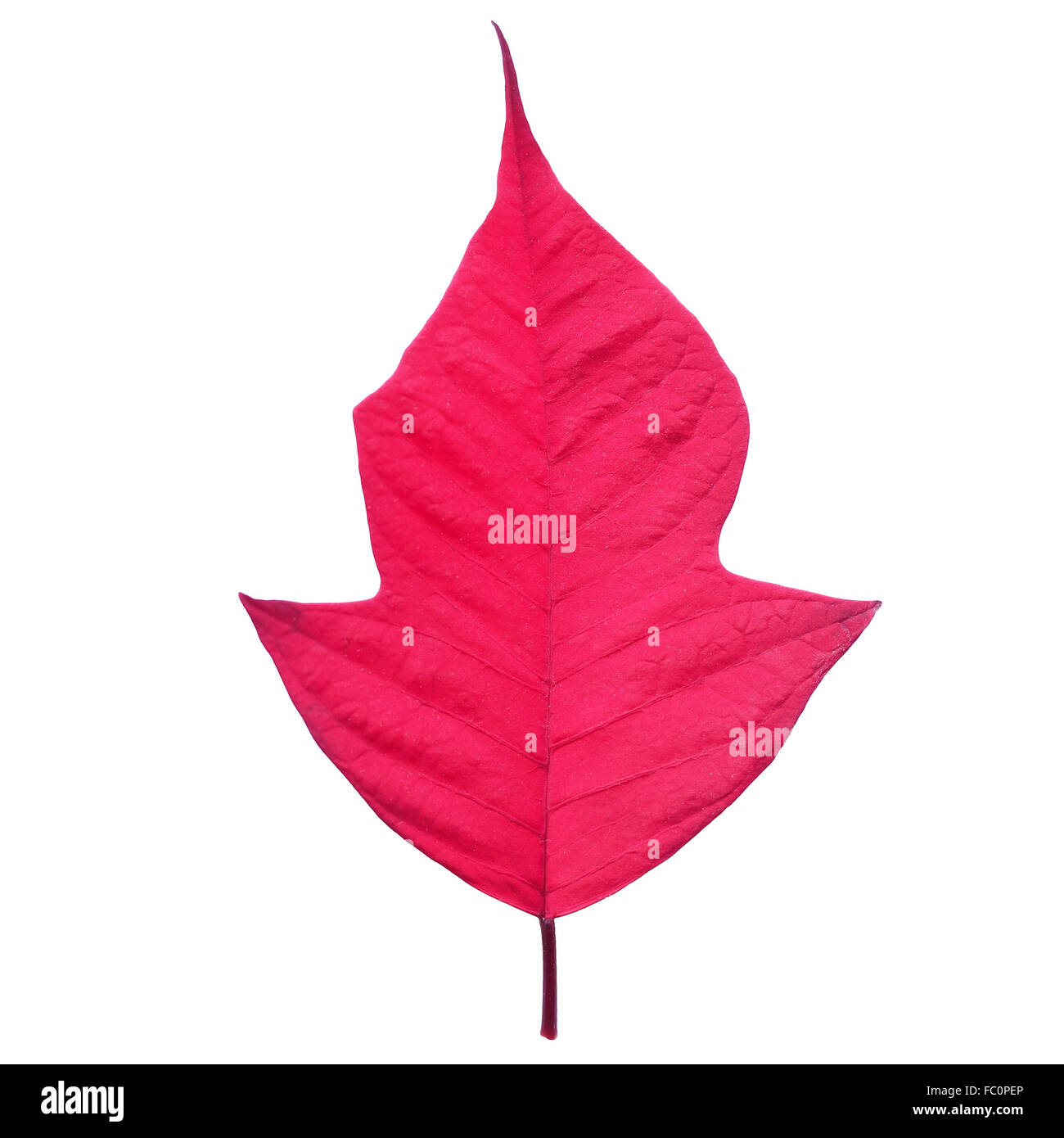 Poinsettia Christmas star leaf Stock Photo - Alamy