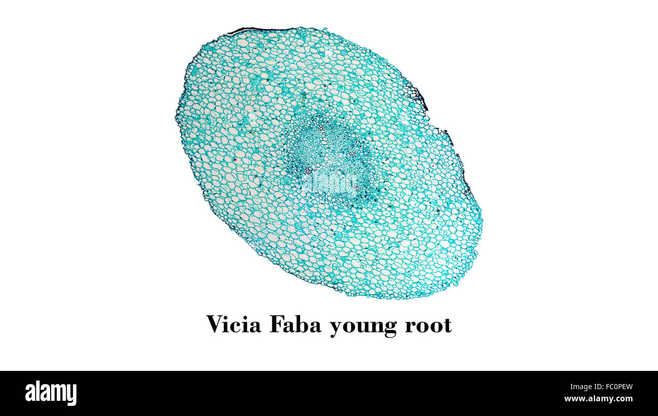 Vicia faba root micrograph Stock Photo - Alamy