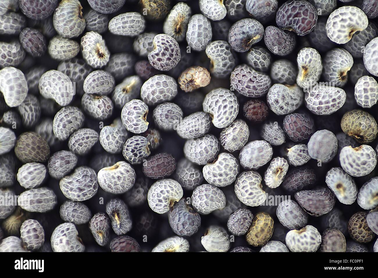 Mohn foto hi-res stock photography and images - Alamy