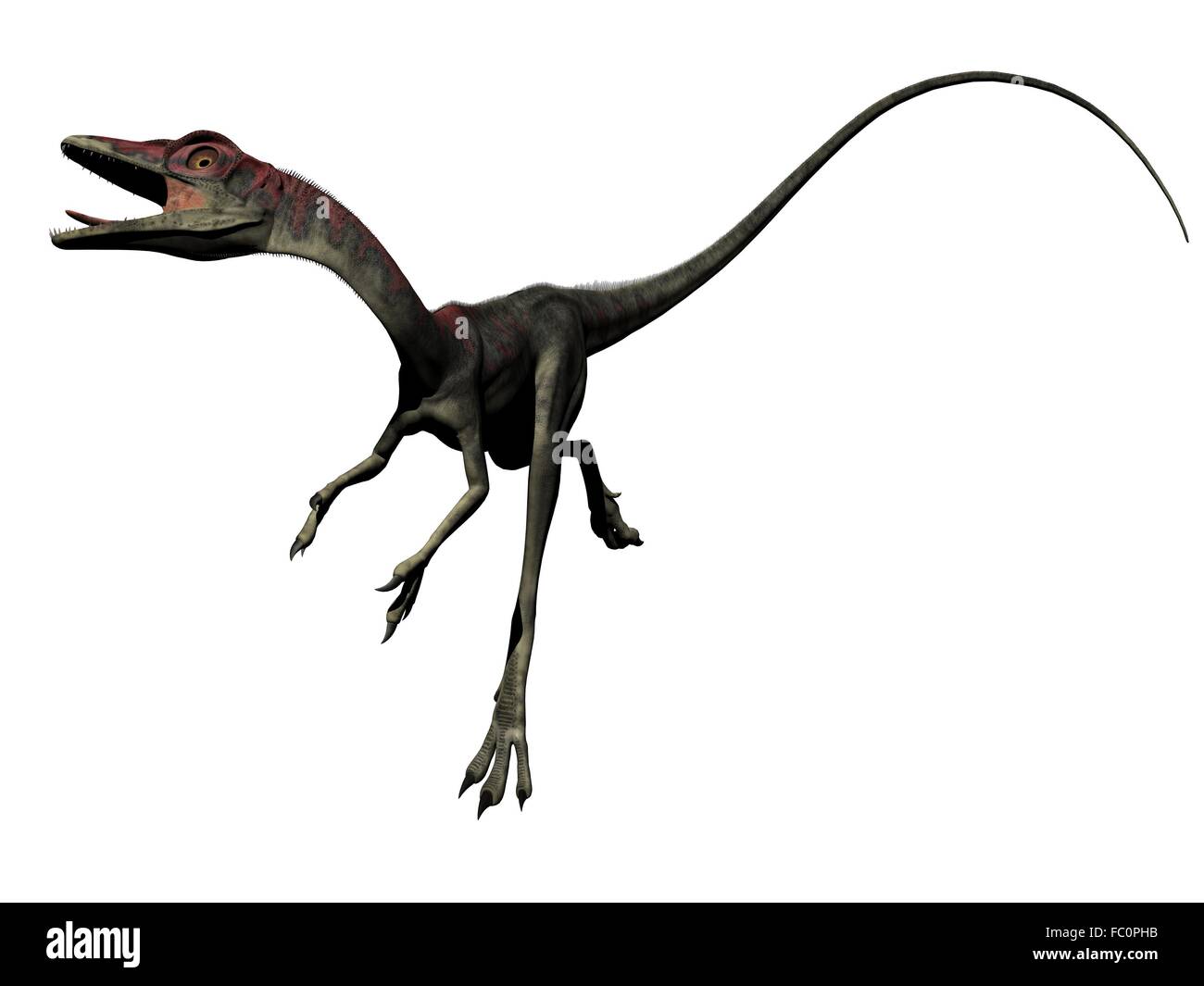 compsognathus dinosaur - 3d render Stock Photo - Alamy