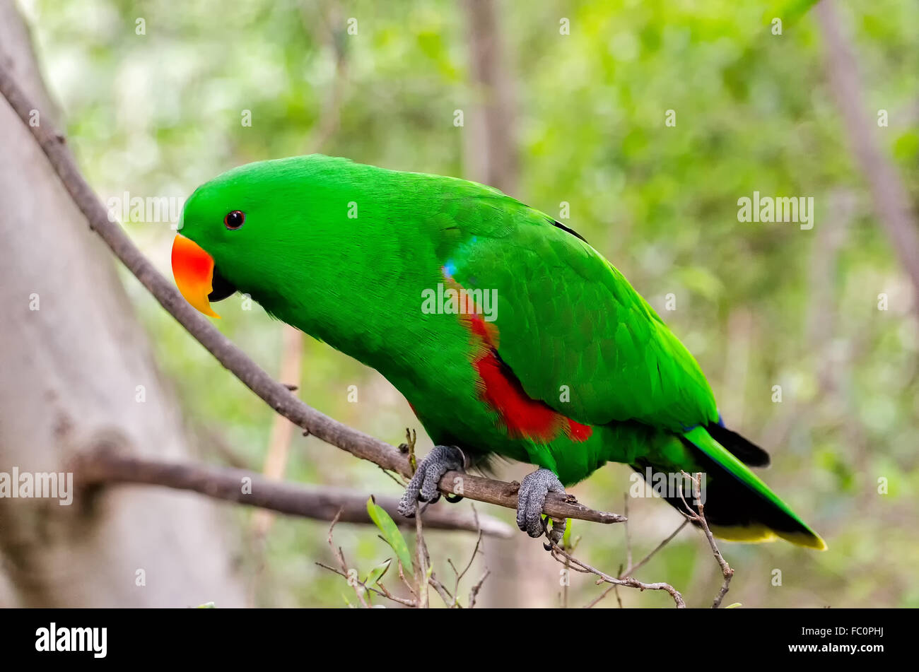 Parrot Tropical Rainforest High Resolution Stock Photography and Images ...