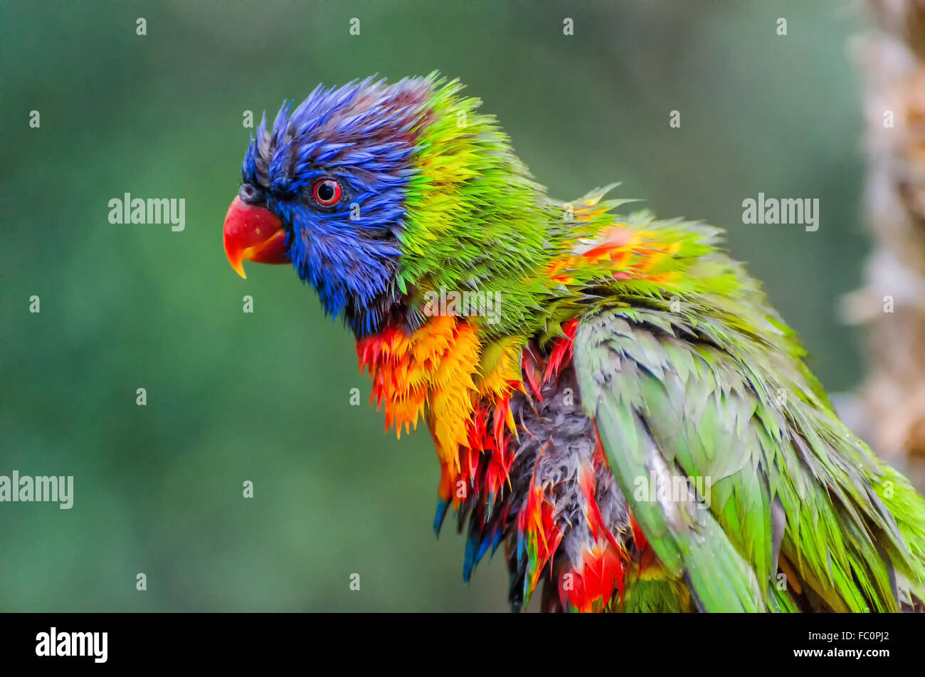 Regenbogenlori hi-res stock photography and images - Alamy