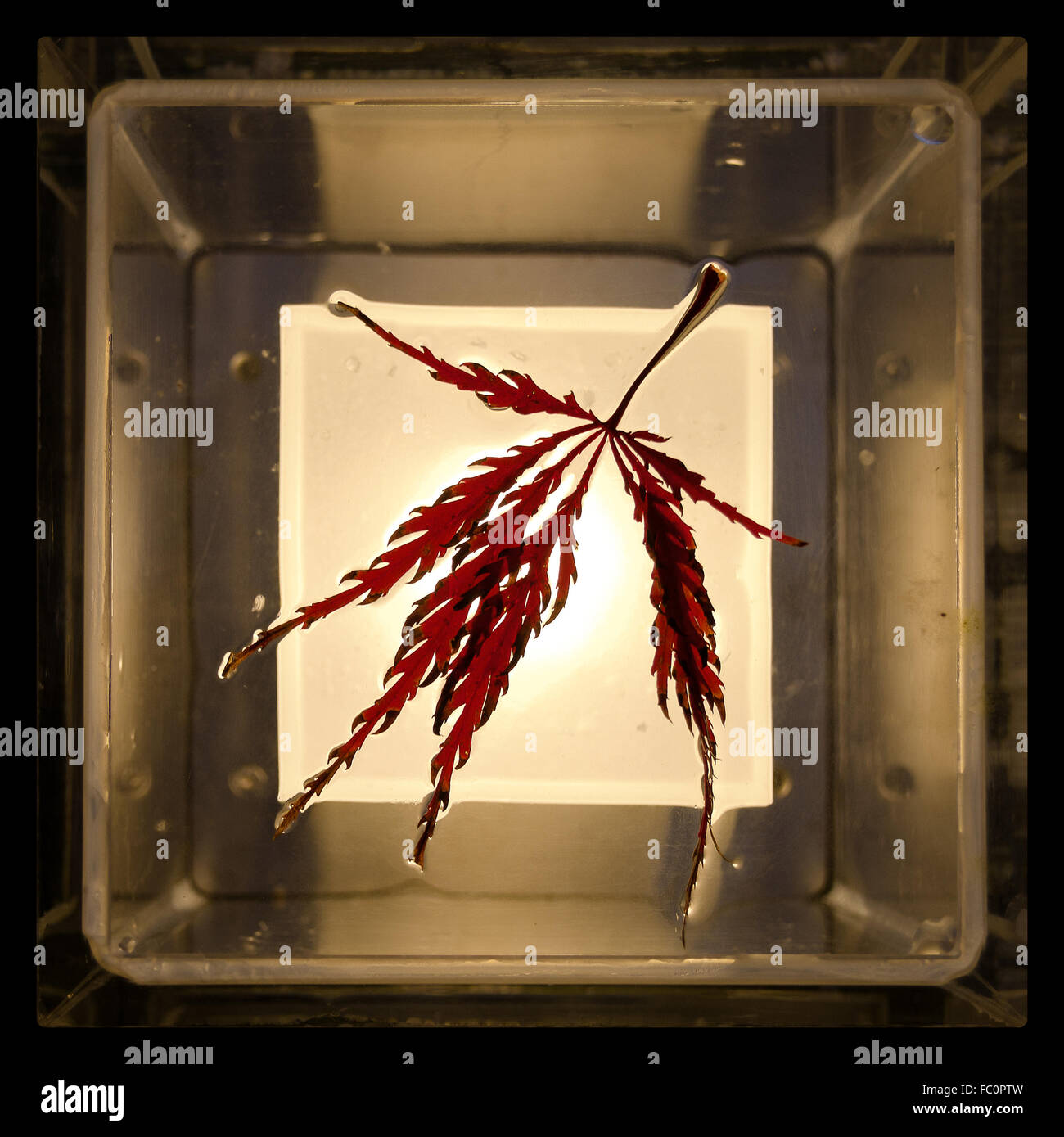 Red japanese maple leaf hi-res stock photography and images - Alamy