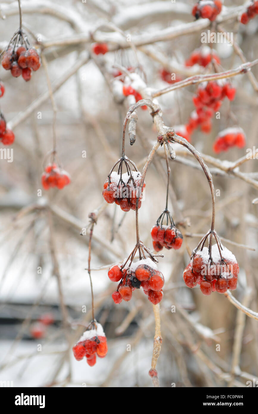 Red rowan tree in winter forest Stock Photo - Alamy