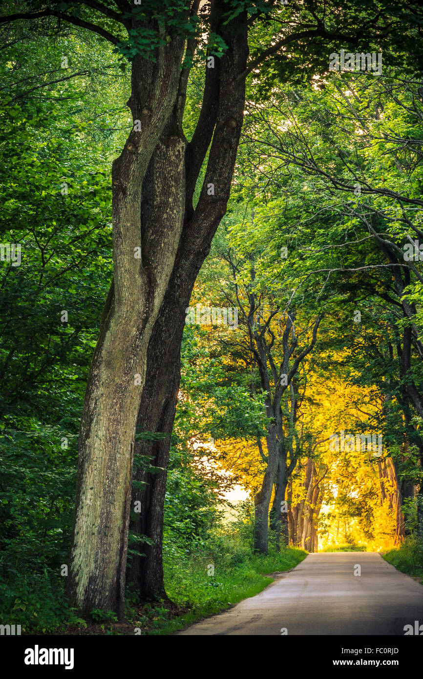 Alley walk hi-res stock photography and images - Alamy