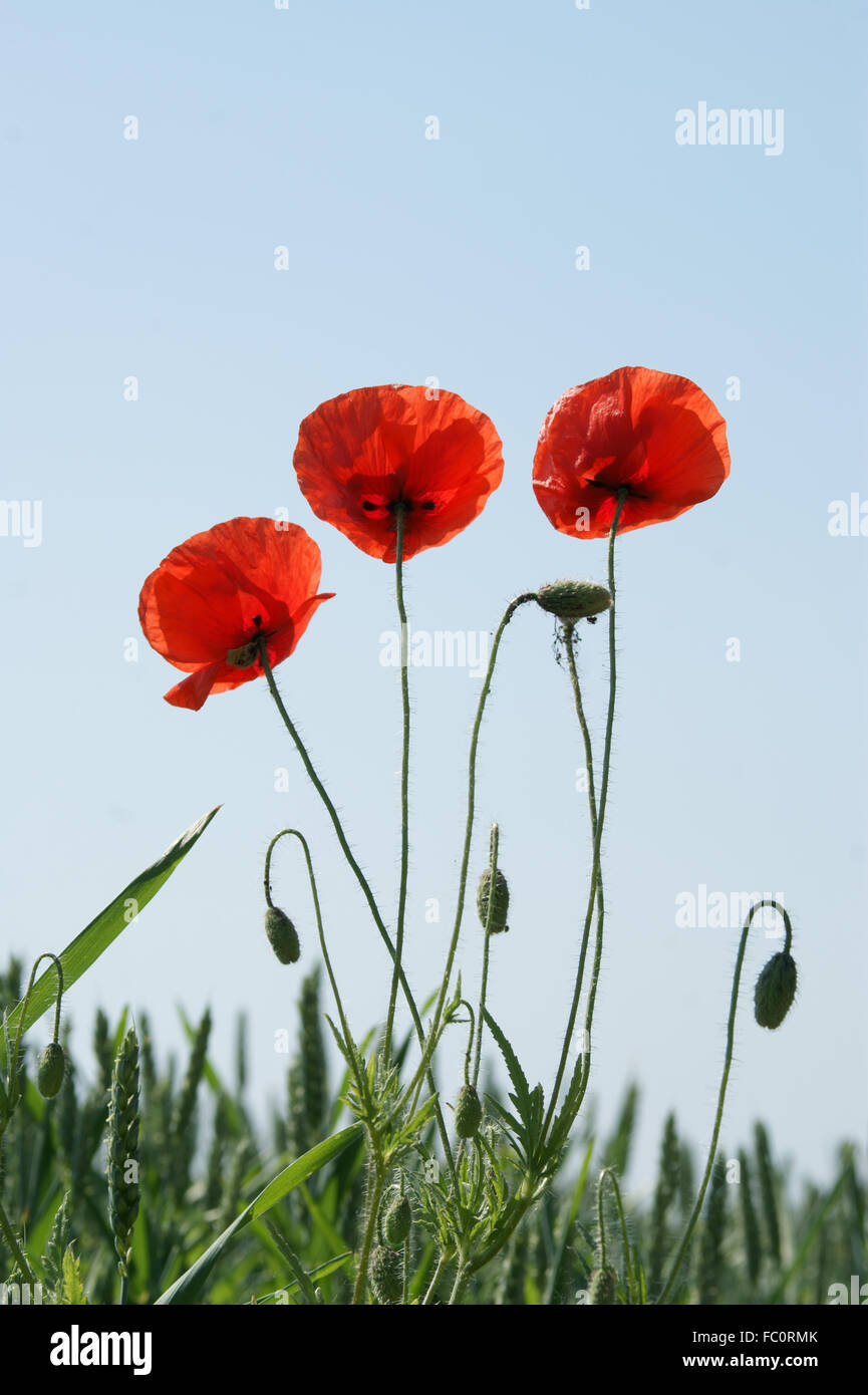 Light blue poppy poppy hi-res stock photography and images - Alamy