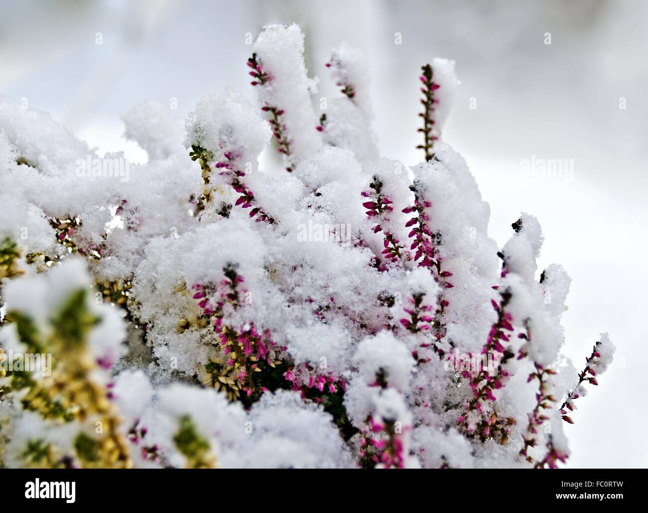 Erikapflanze hi-res stock photography and images - Alamy