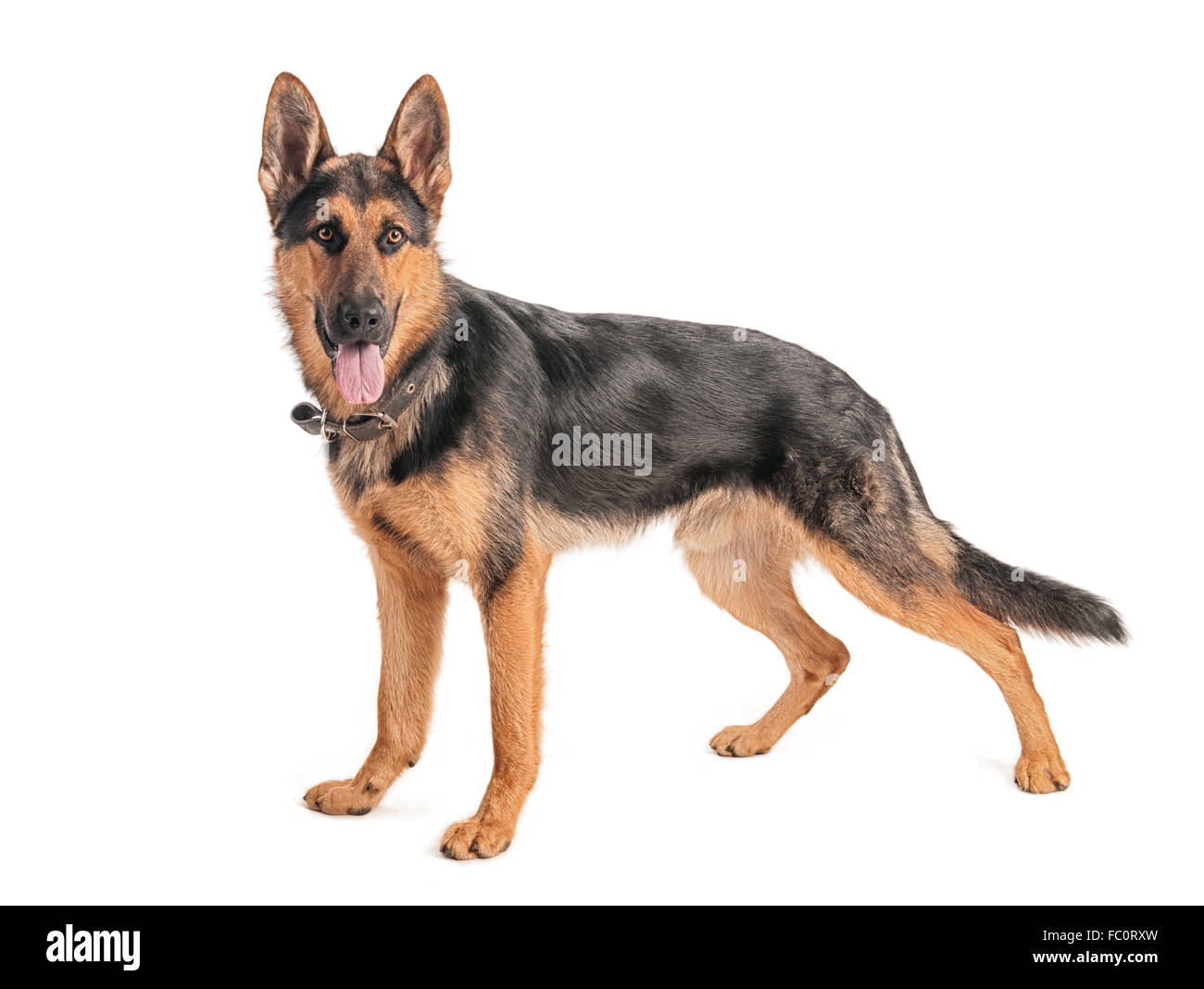 Shepherd on a white background Stock Photo - Alamy