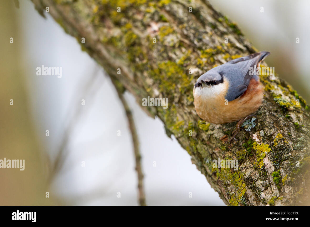 Colourful nuthatch hi-res stock photography and images - Alamy