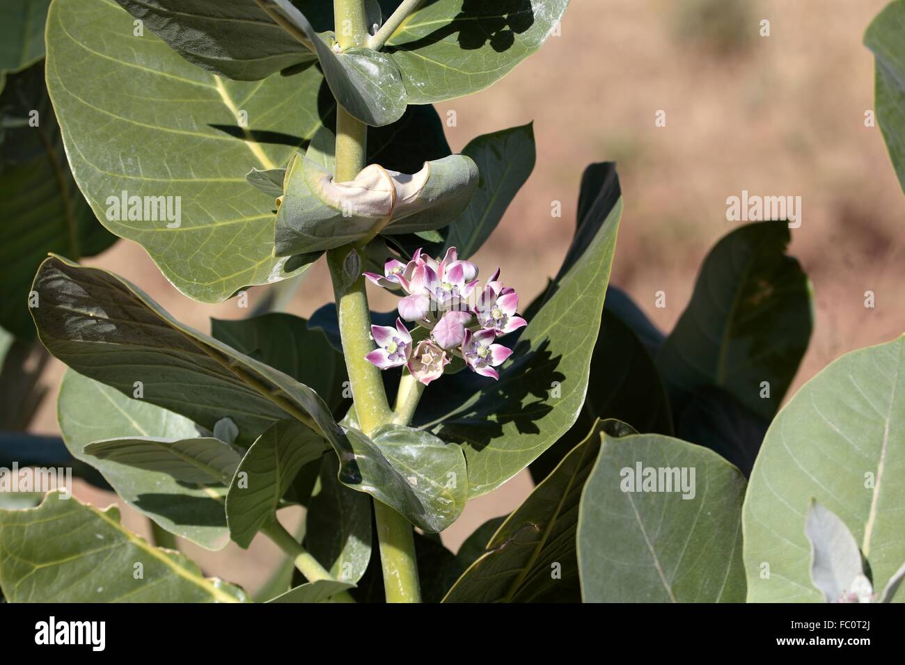 Oscher (Calotropis procera Stock Photo - Alamy