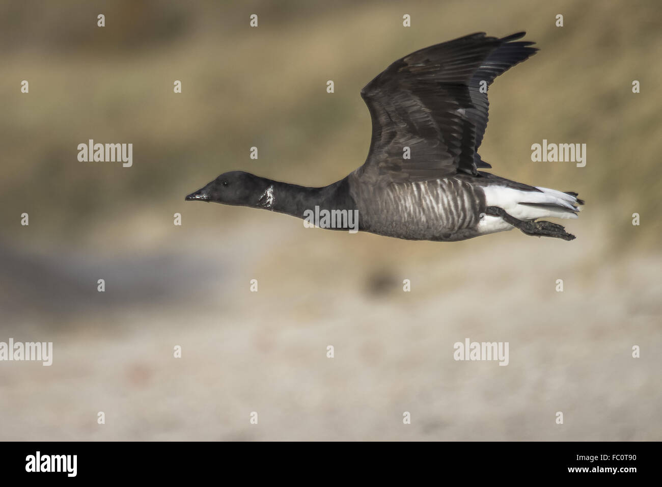 Flying brent goose Stock Photo - Alamy