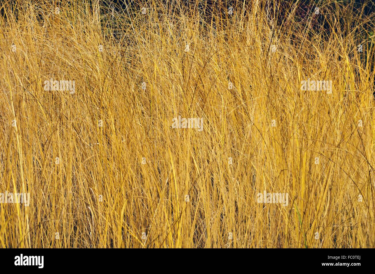Withered yellow grasses hi-res stock photography and images - Alamy
