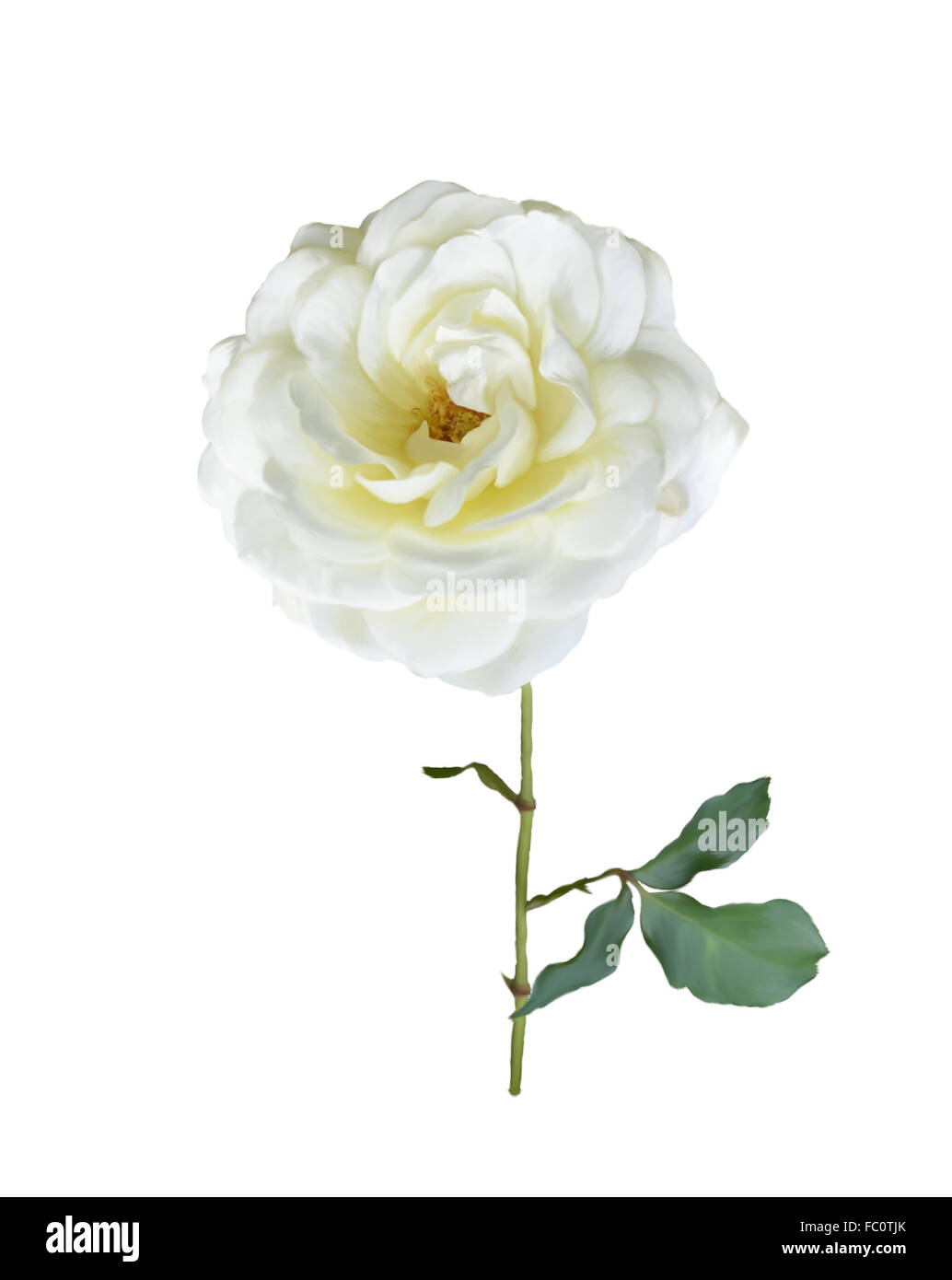 White Rose Branch Stock Photo - Alamy