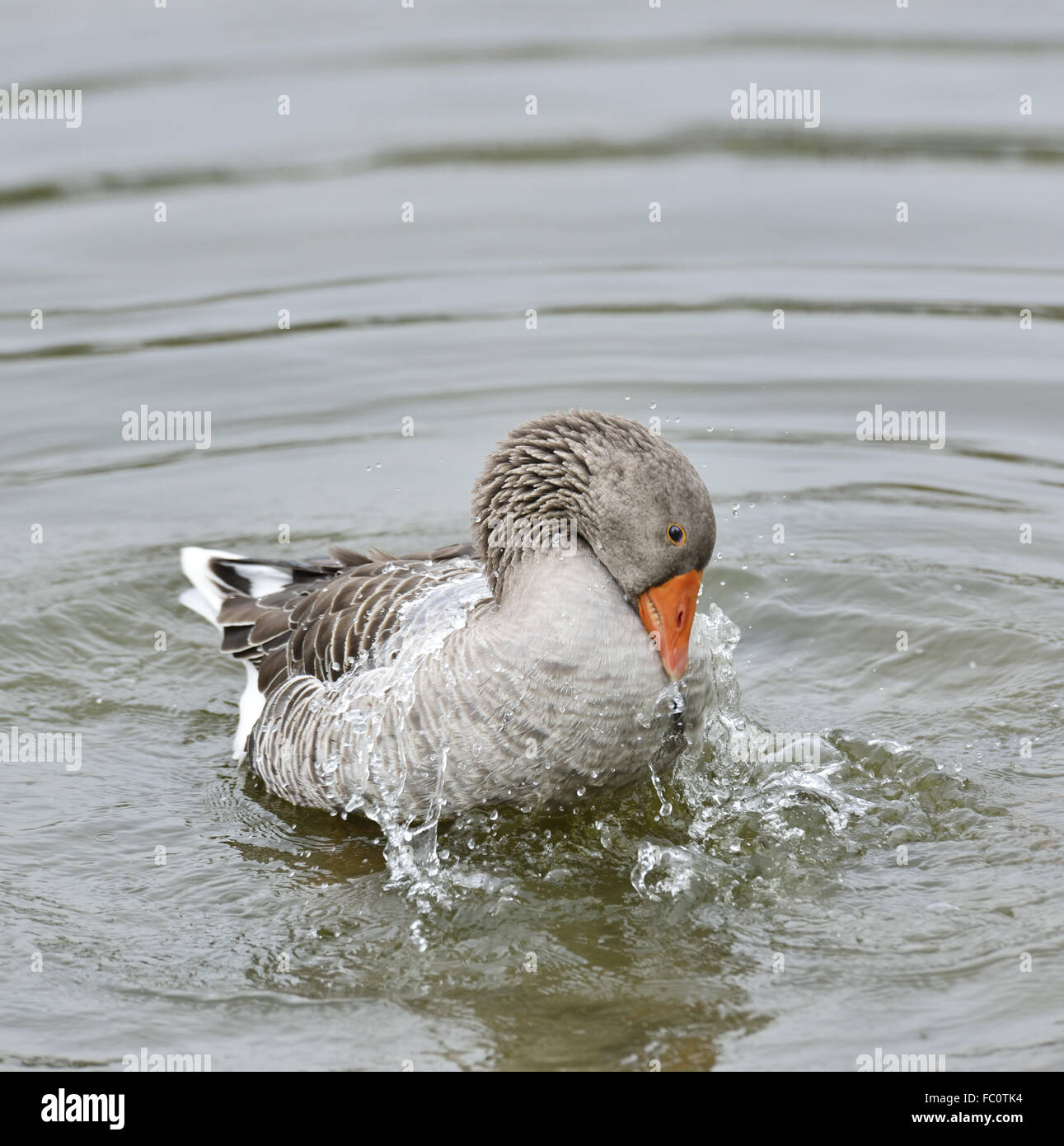 Goose gray hi-res stock photography and images - Alamy