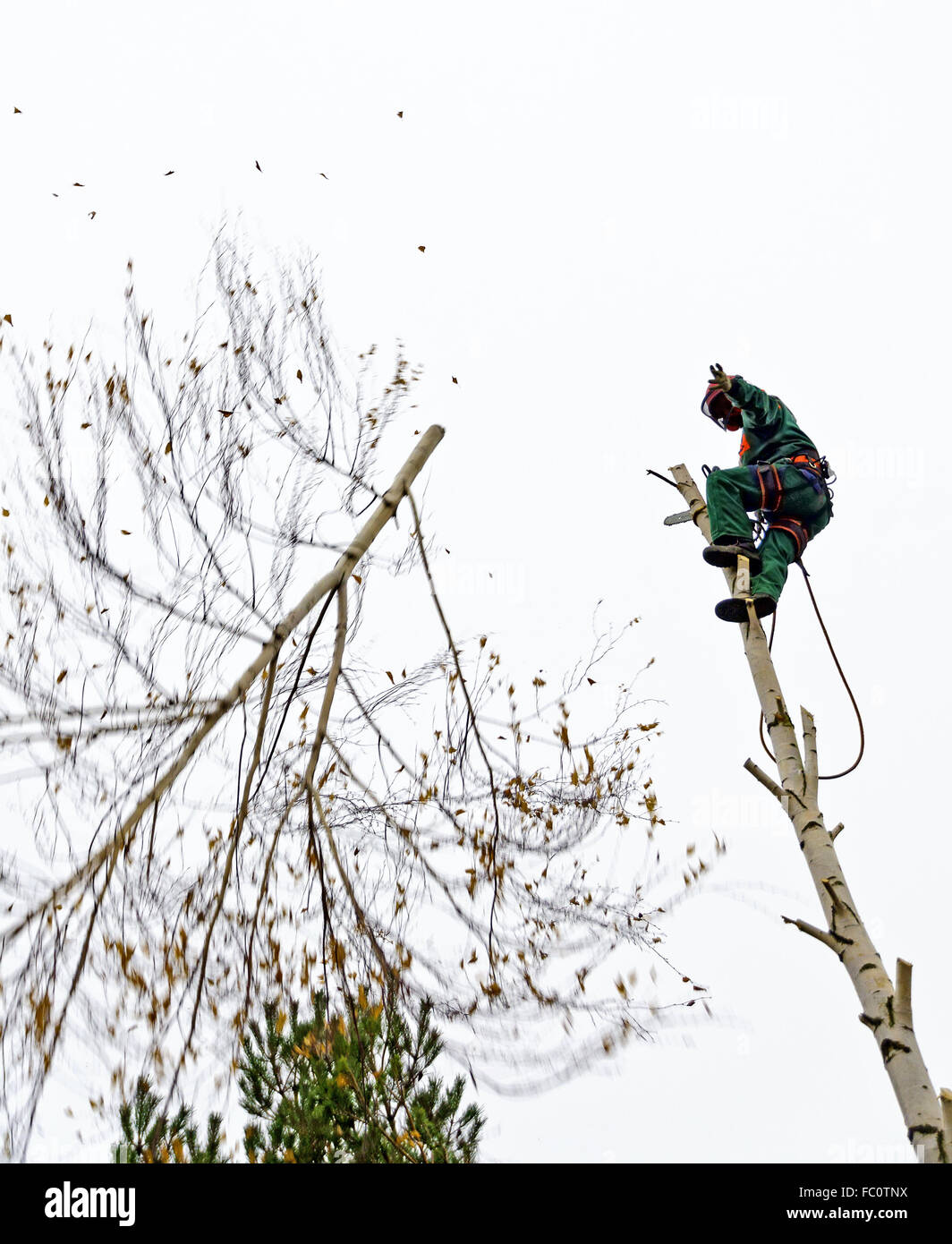 pruning of trees Stock Photo - Alamy