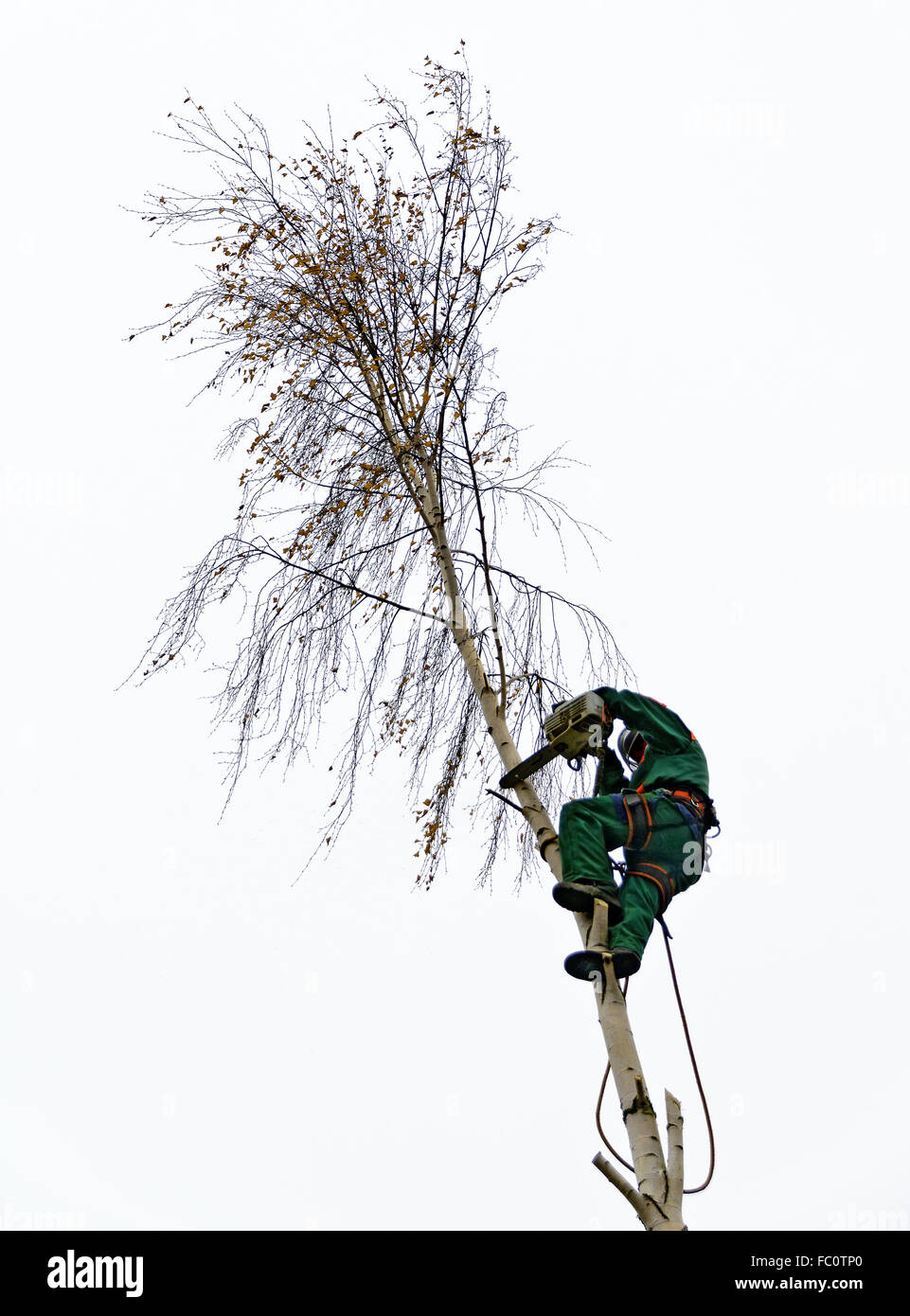pruning of trees Stock Photo - Alamy