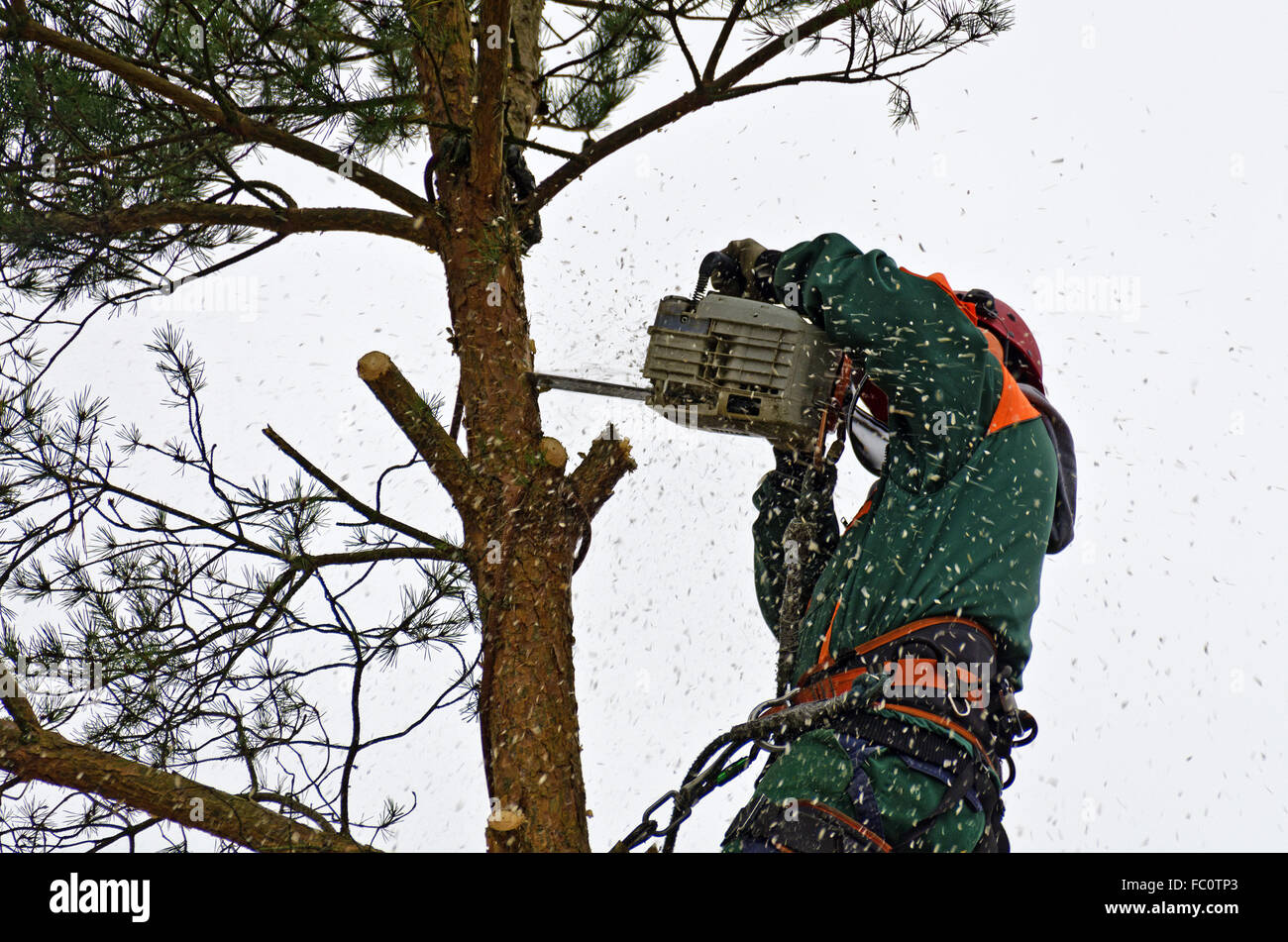 pruning of trees Stock Photo - Alamy
