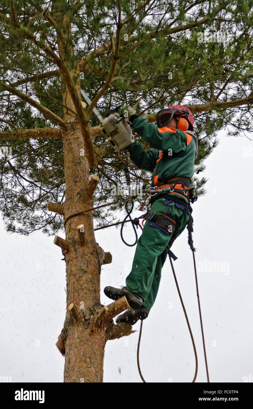 Pruning trees hi-res stock photography and images - Alamy