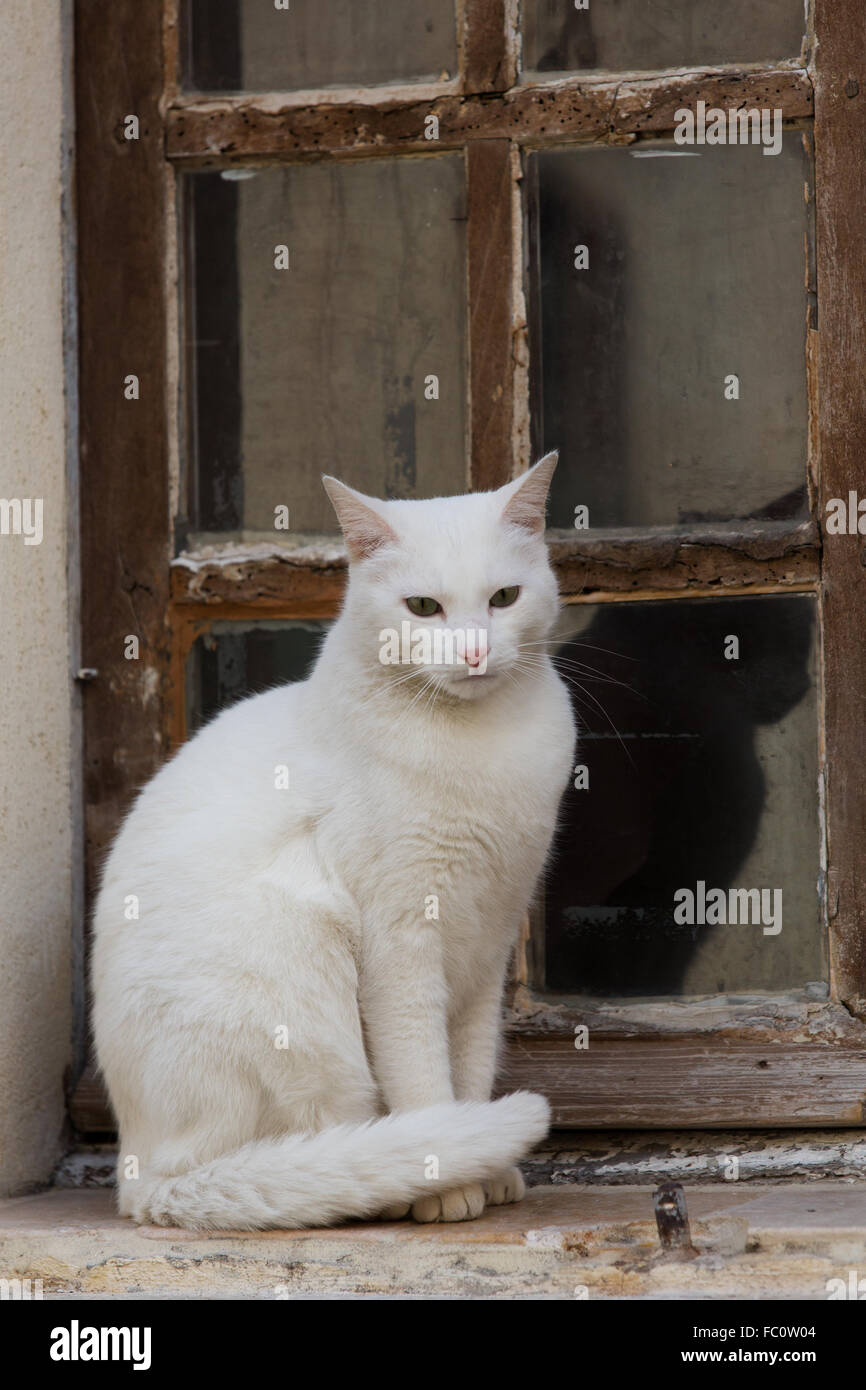 a white cat in front of an old window Stock Photo - Alamy