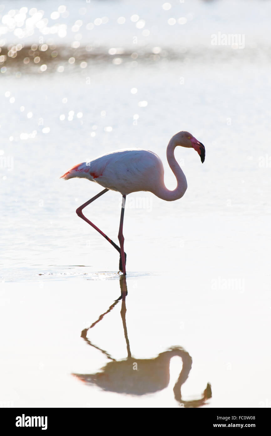 a flamingo in back light Stock Photo - Alamy