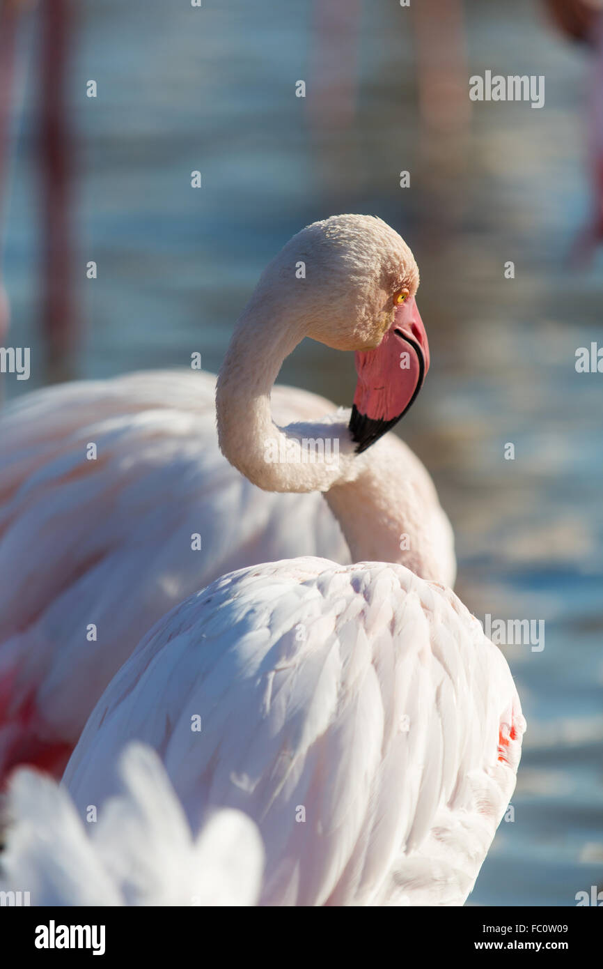 a close up of a flamingo head Stock Photo - Alamy