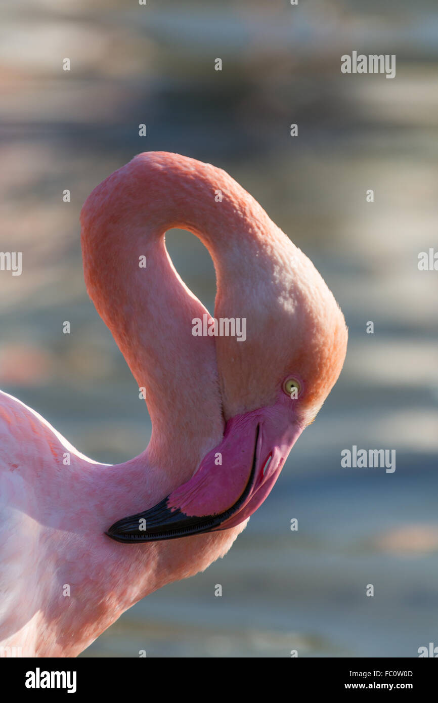 Flamingo up close hi-res stock photography and images - Alamy