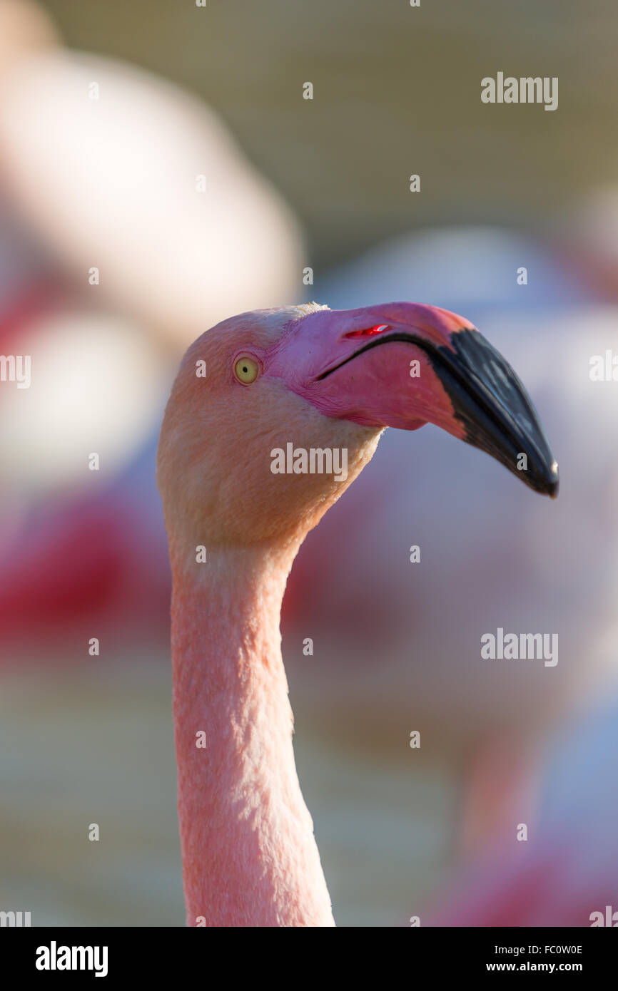 Flamingo kopf hi-res stock photography and images - Alamy