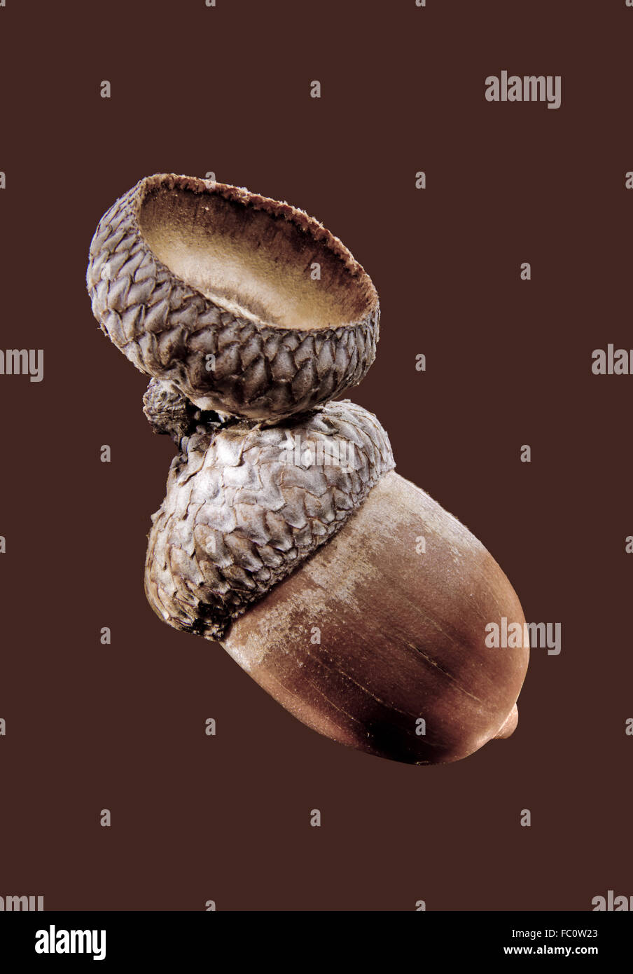 Oak acorn icon hi-res stock photography and images - Alamy