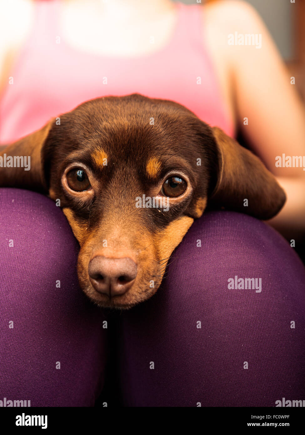 Human breed hi-res stock photography and images - Alamy