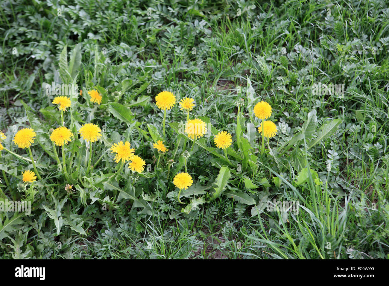 Dandelion at Spring Stock Photo - Alamy