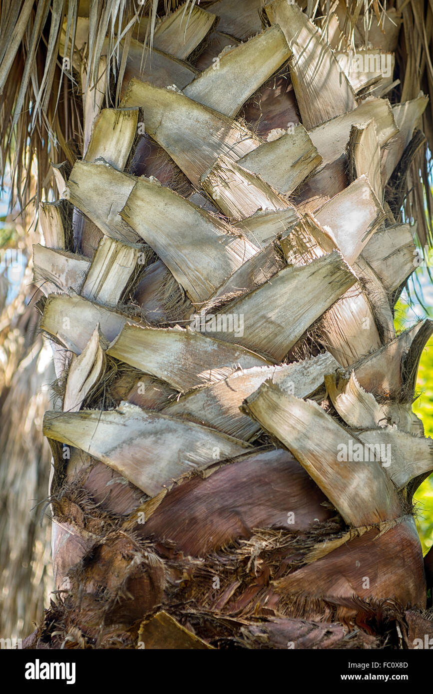 Lush palm hi-res stock photography and images - Alamy