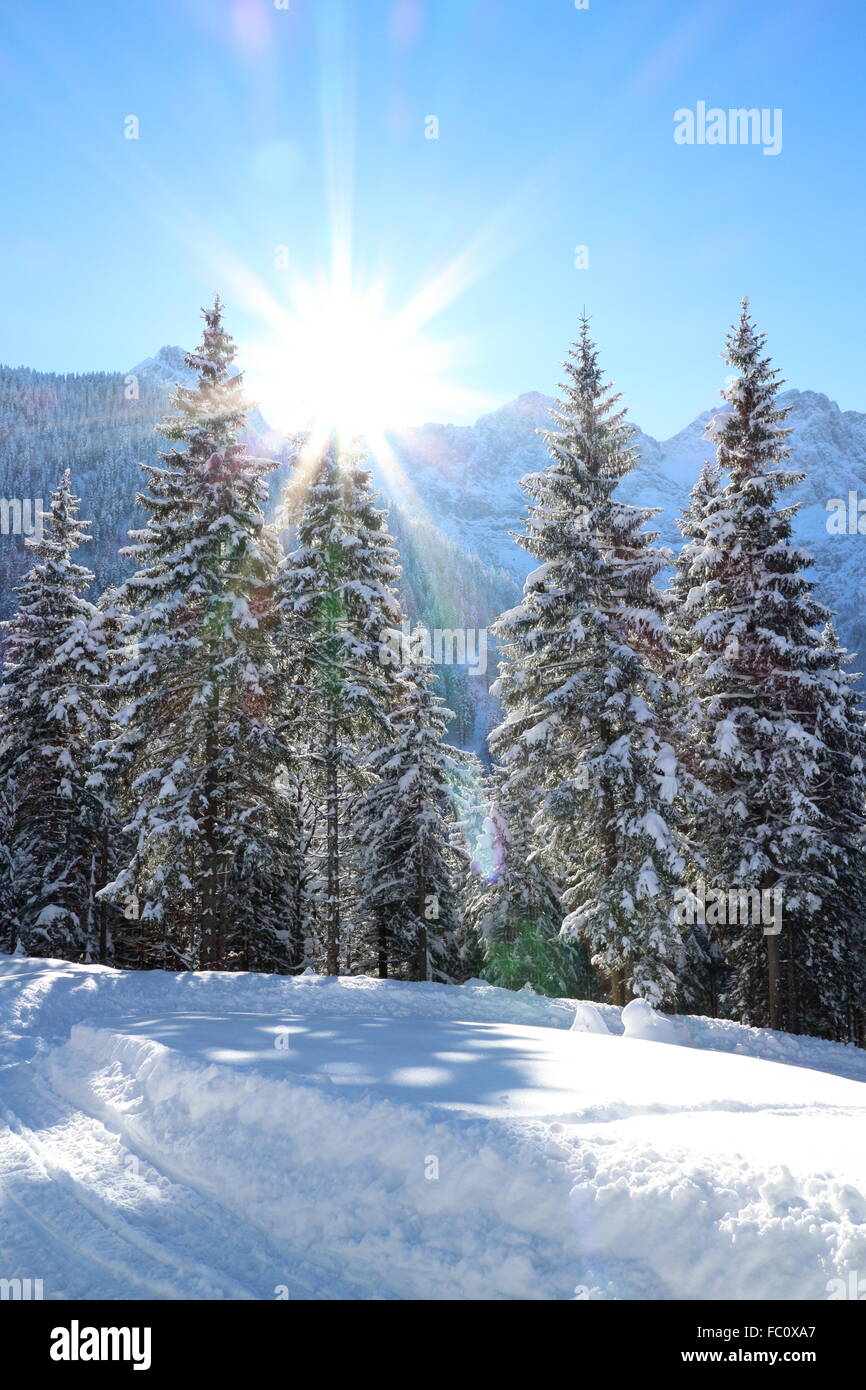 sun and trees Stock Photo - Alamy