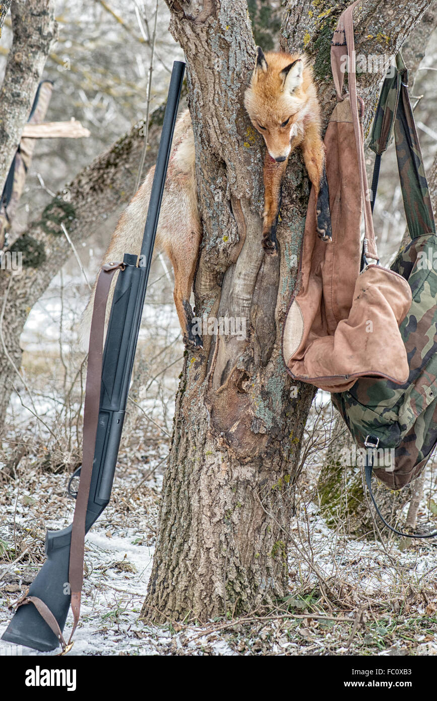 Dead fox on the tree while hunting Stock Photo - Alamy