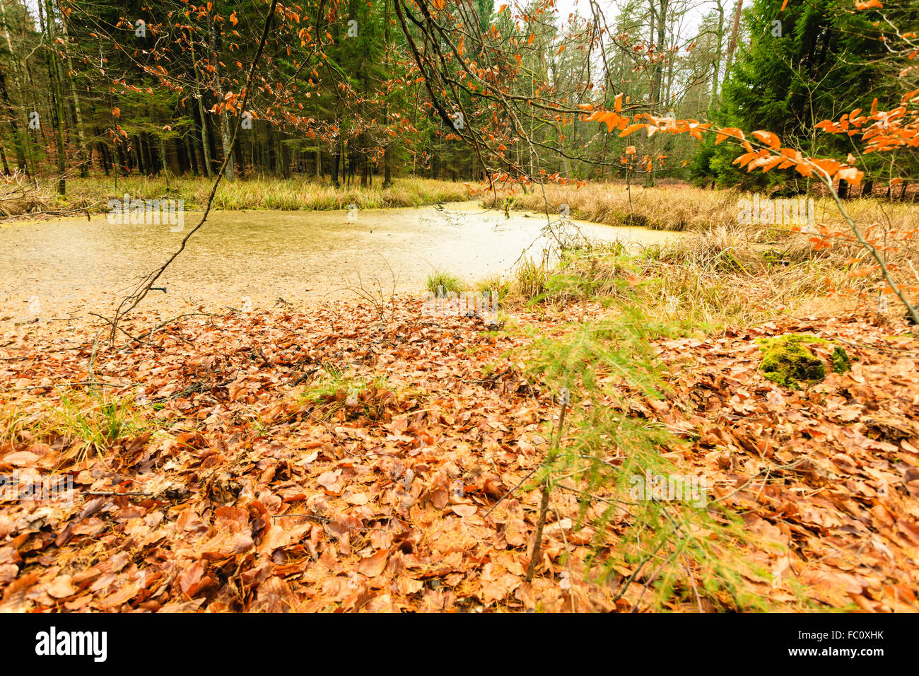 Swamp forest springtime hi-res stock photography and images - Alamy